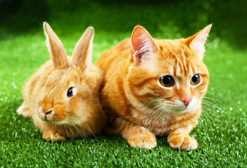 50+ Cutest Finnish Pet Names You'll Ever Hear